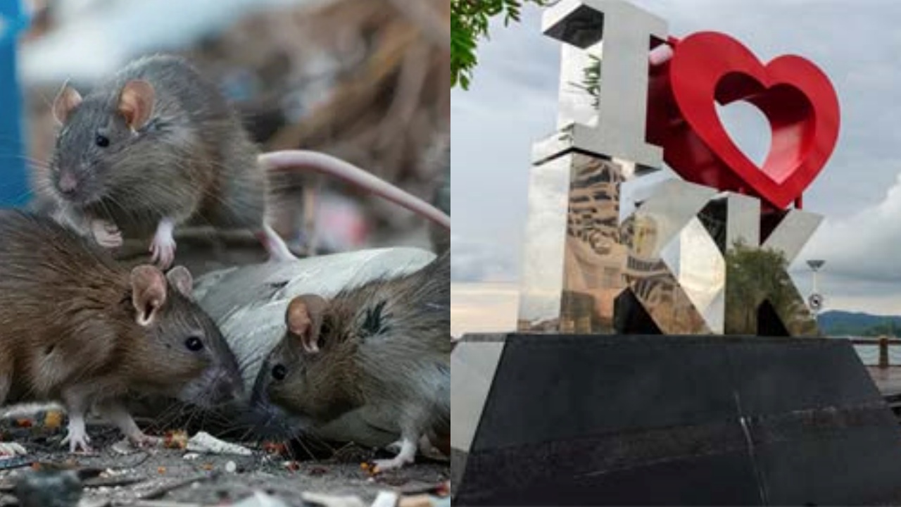 Kota Kinabalu City Hall Offers RM2 Bounty for Every Rat Caught, Dead or ...
