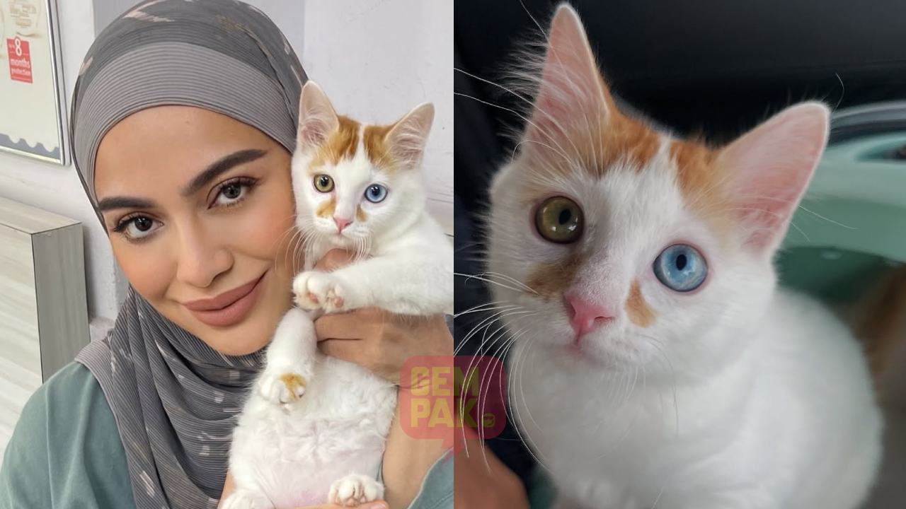 Warna Unik Mata Kucing Kilafairy Jadi Perhatian - “Handsomenya Taka ...