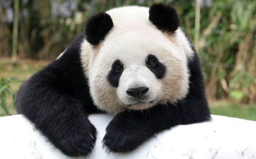 Comel & Kuat Makan, Ini 10 Perkara Anda Perlu Tahu Tentang Panda | Gempak Comel & Kuat Makan, Ini 10 Perkara Anda Perlu Tahu Tentang Panda | Gempak