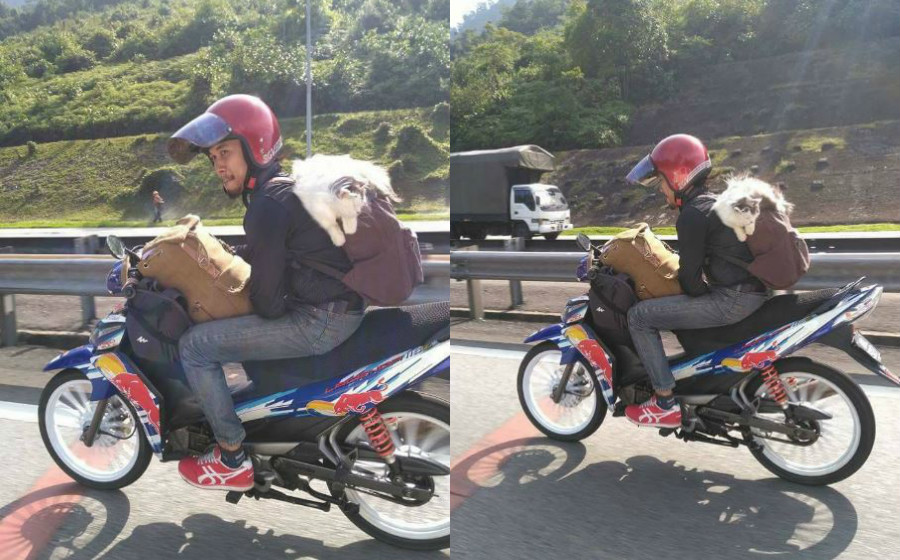 Bawa Kucing Balik Raya Naik Motor, Netizen Bimbang Keselamatan Si Comel ... Bawa Kucing Balik Raya Naik Motor, Netizen Bimbang Keselamatan Si Comel ...