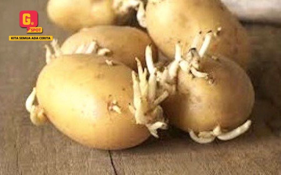 GempakSpot: Awas! Kentang Yang Bertukar Warna Hijau Dan Tumbuh Tunas ...
