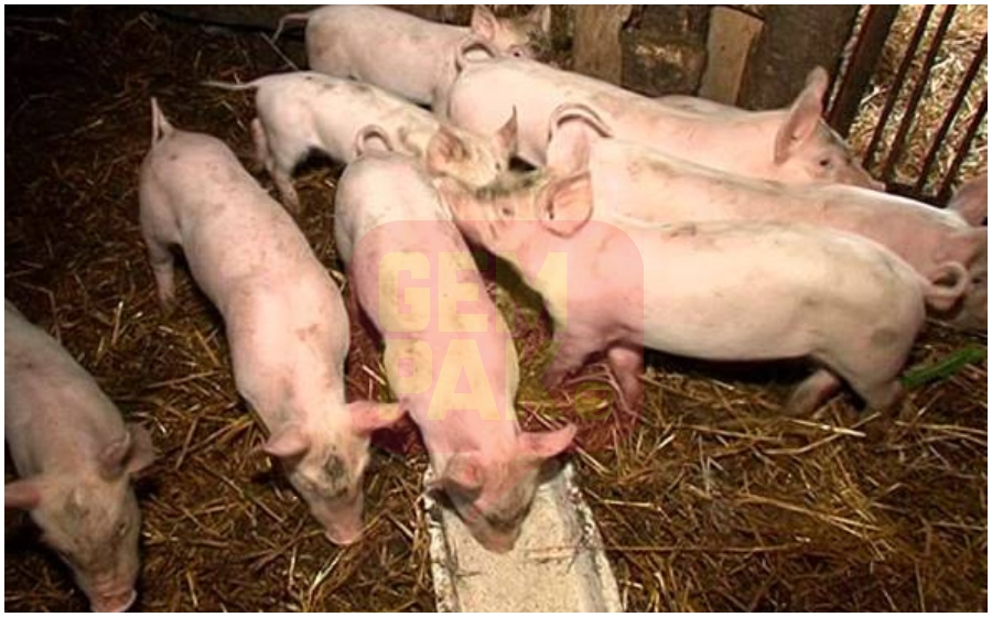 Rupanya Virus Ini Punca 1000 Ekor Babi Mati Secara Misteri di Bali ...