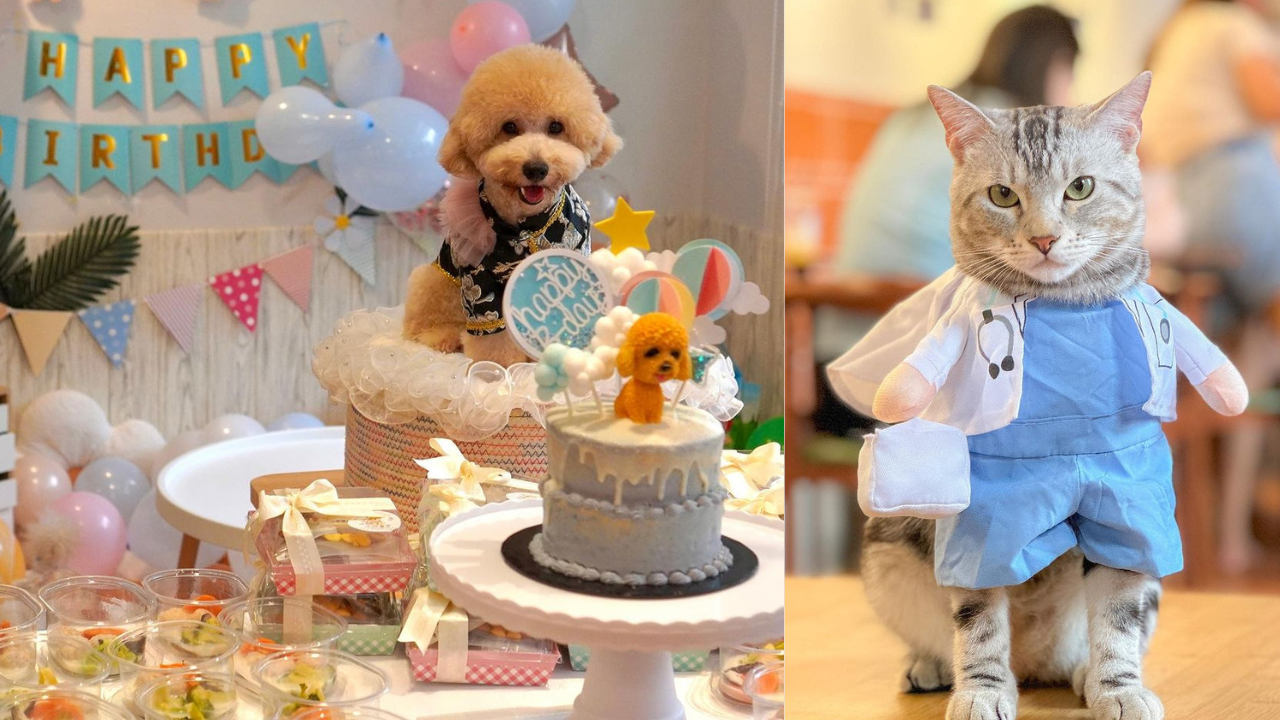 4 Adorable Pet Cafes to Visit in Penang for Some Pawsitive Vibes
