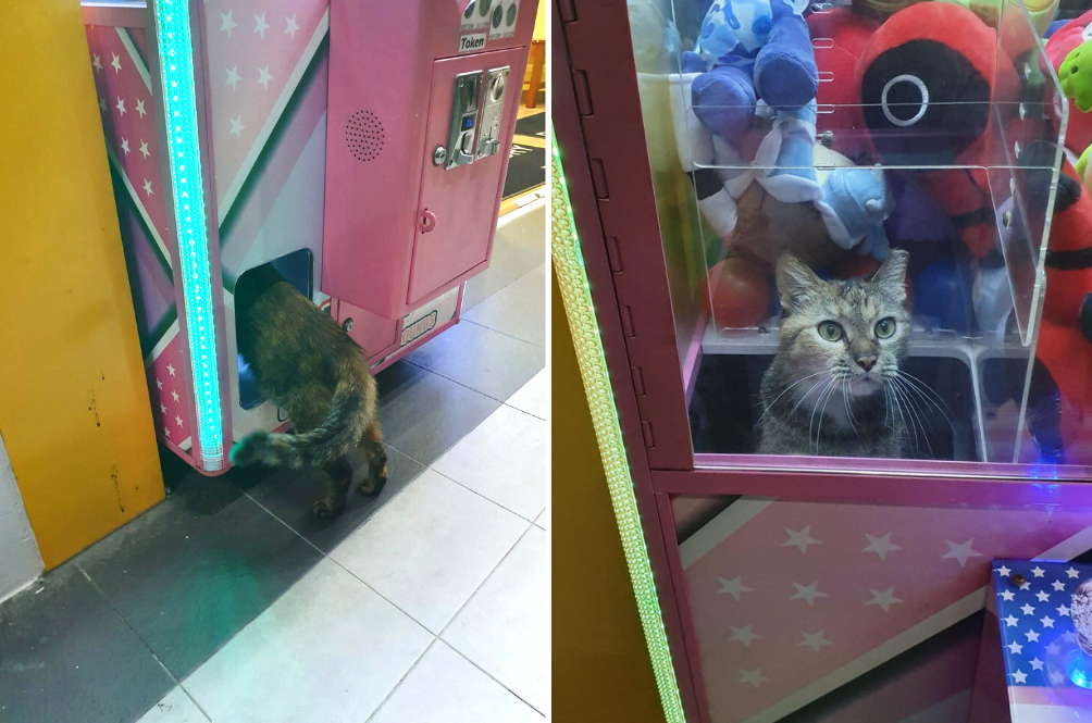 Cat In S'pore Climbs Into A Claw Machine Filled With Plush Toys ...