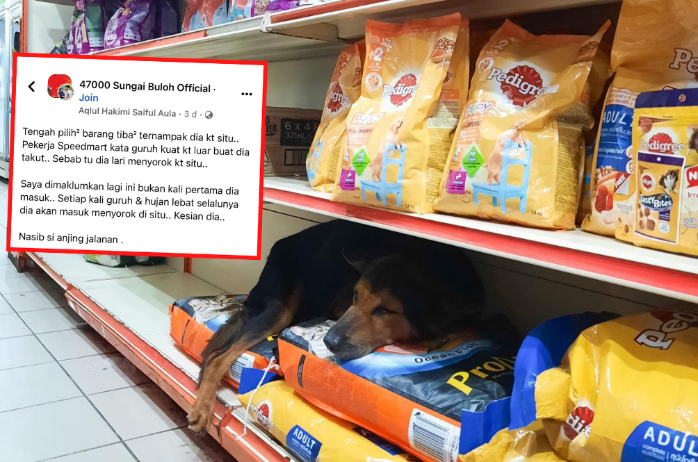 Convenience Store Worker Wins Praises For Letting Stray Doggo Seek ...