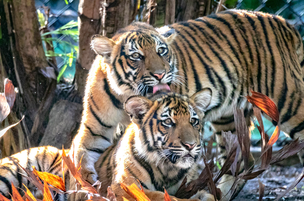 Tigers Deny That Destroying Their Natural Habitat Is Good For Them