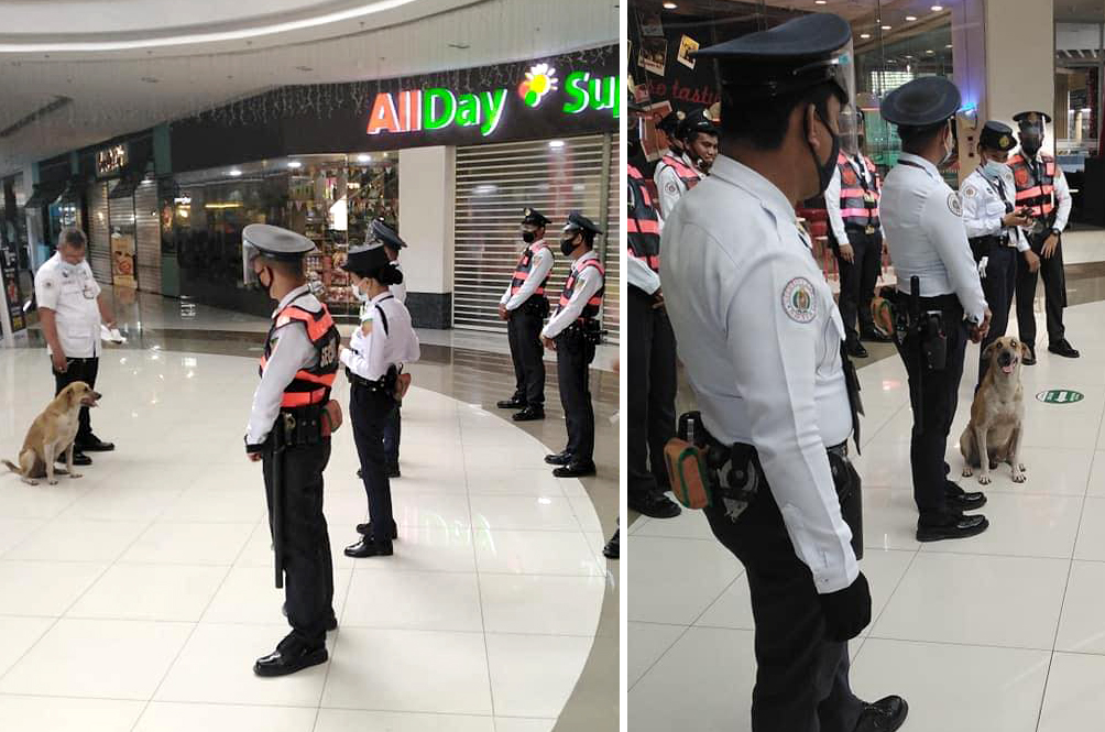 Good Boi Who Strayed Into A Mall In The Philippines Has Been Hired As ...