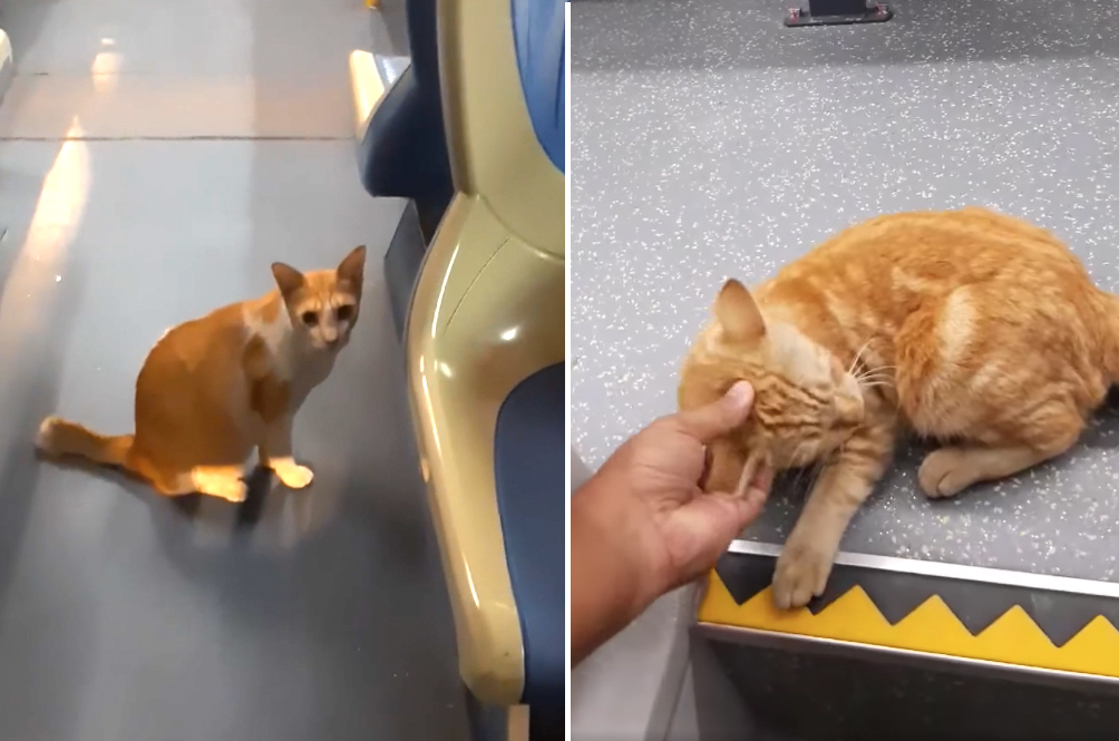[VIDEO] Clever Stray Catto Hitch Hiking On A Rapid KL Bus Makes ...