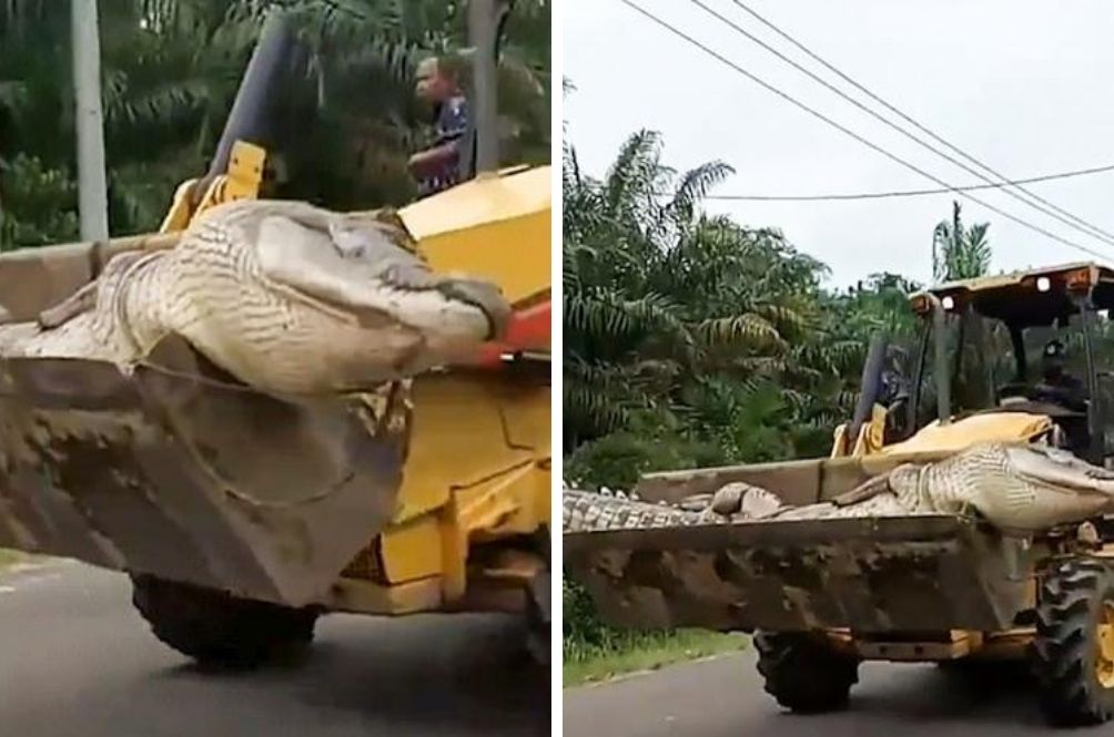 14-Foot "Demon" Crocodile Terrorising Locals In Indonesia, Caught ...