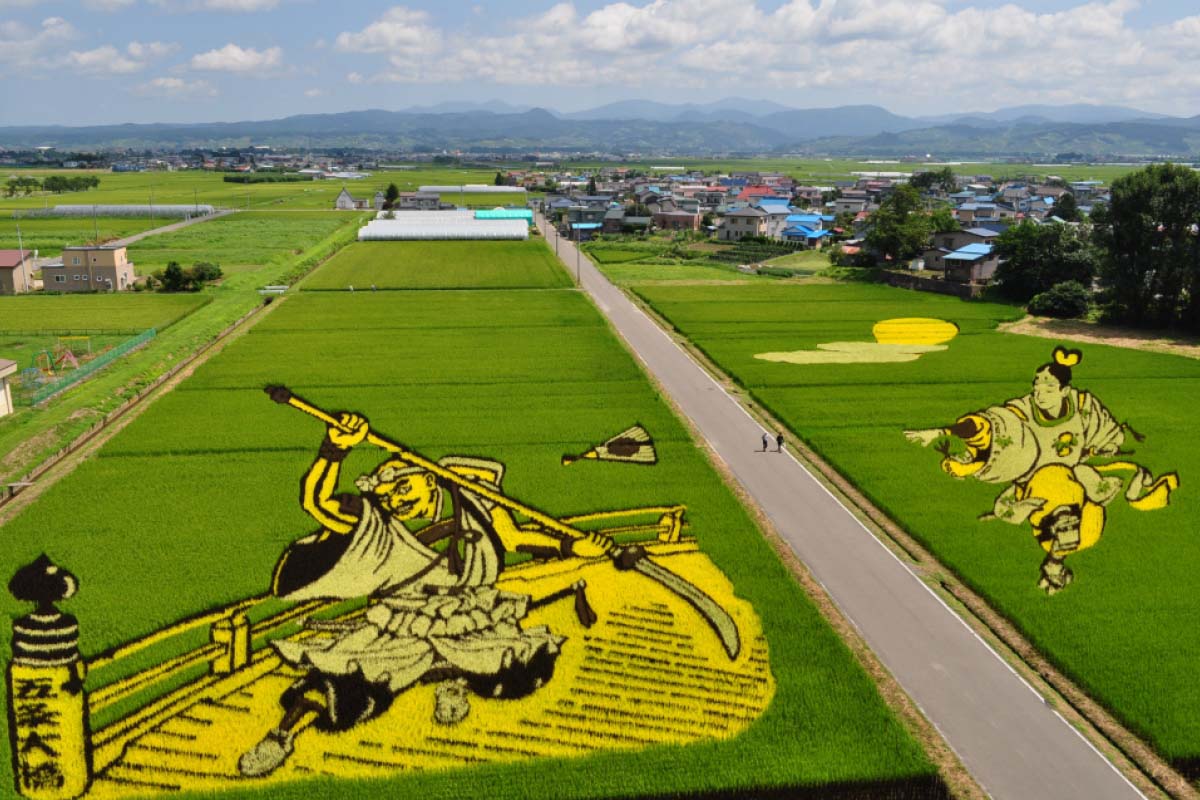 Incredible! This Village In Japan Grows Different Coloured Paddy In ...