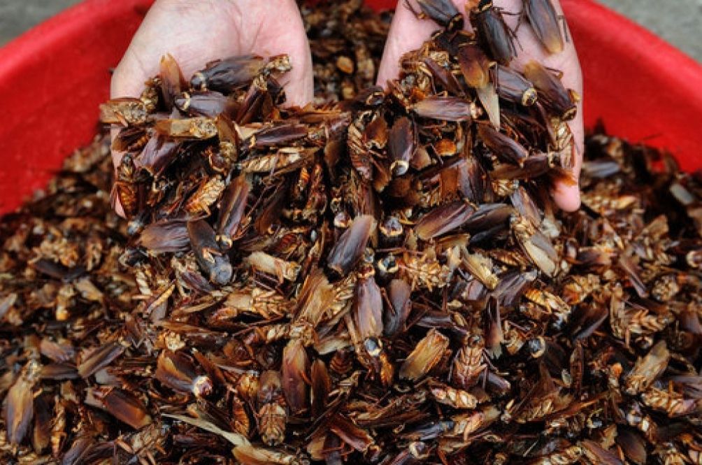 Five Debt Collectors Release 1,000 Cockroaches Into Restaurant In ...