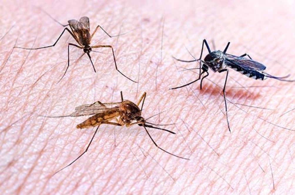 Singapore On Track To Record Its Worst Dengue Outbreak In History