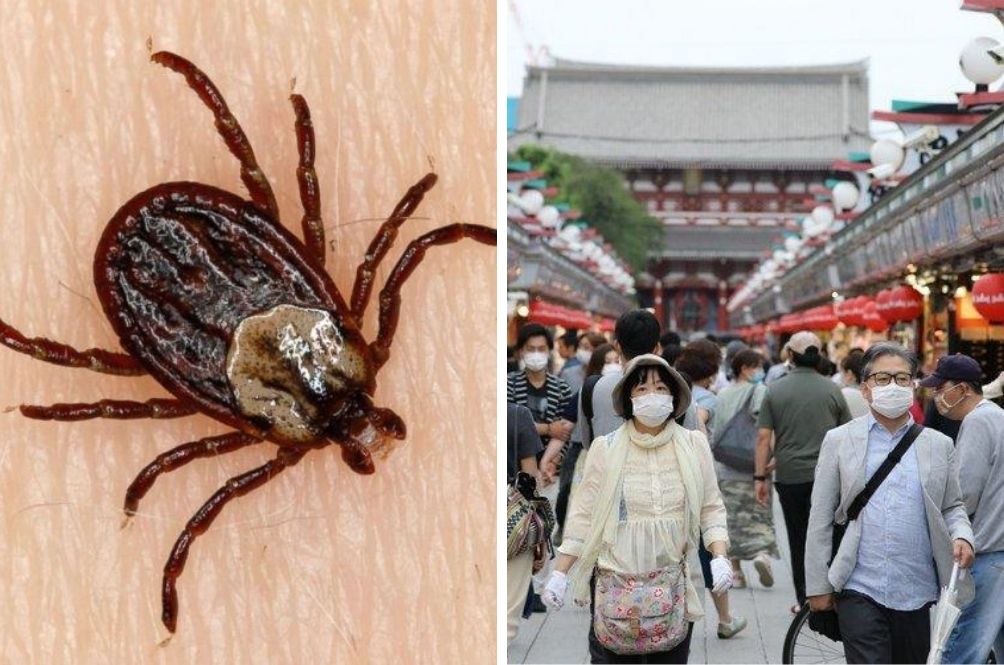 Article related to tick | RojakDaily