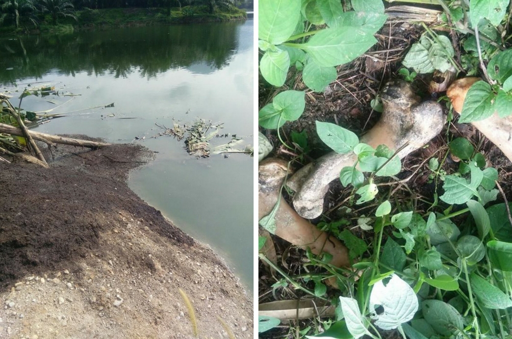 Awas Jika Jamah Ikan Patin Masak Tempoyak! | RojakDaily