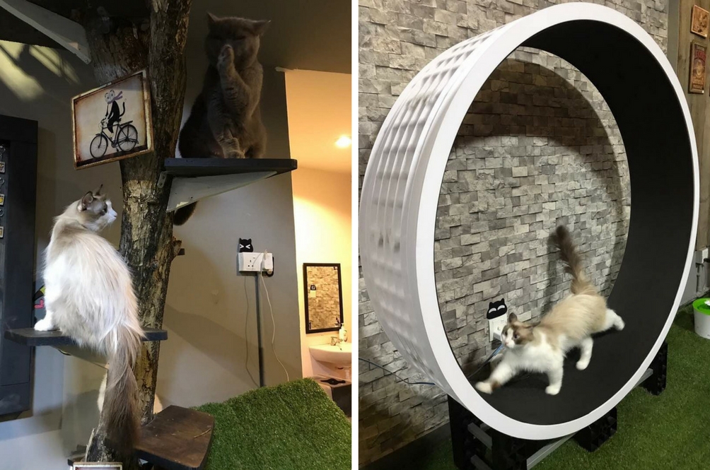 Nak Bermain Kucing Boleh, Dandan Kucing Jadi Cantik Pun Boleh | RojakDaily