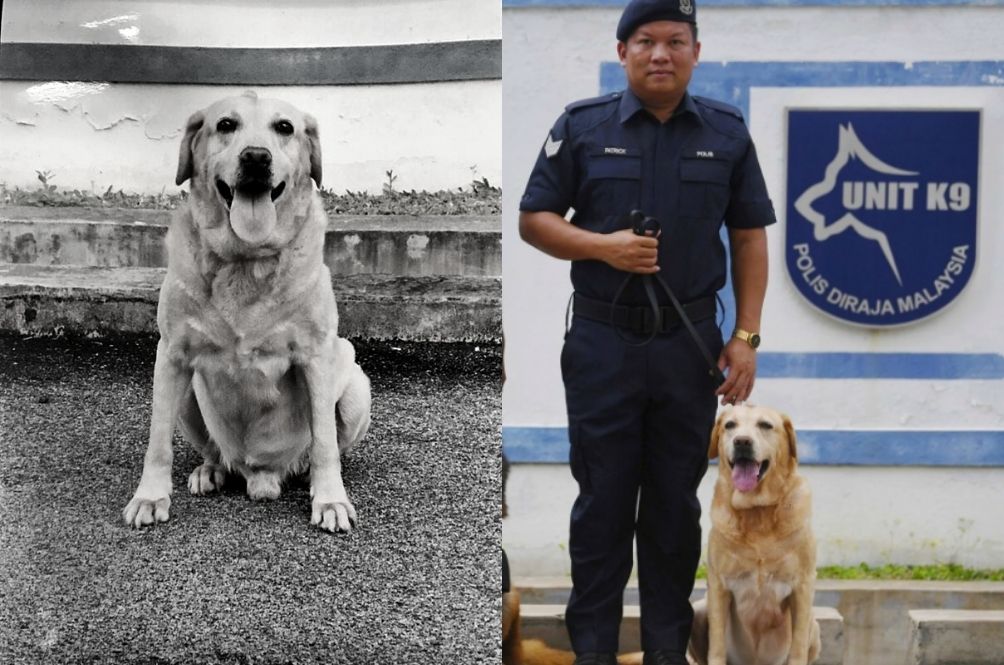 Rest In Love: PDRM’s K9 Unit Good Boy Dies After Serving The Country ...