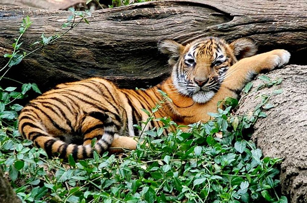 Feline In Distress: Malayan Tigers May Possibly Go Extinct By 2022 ...