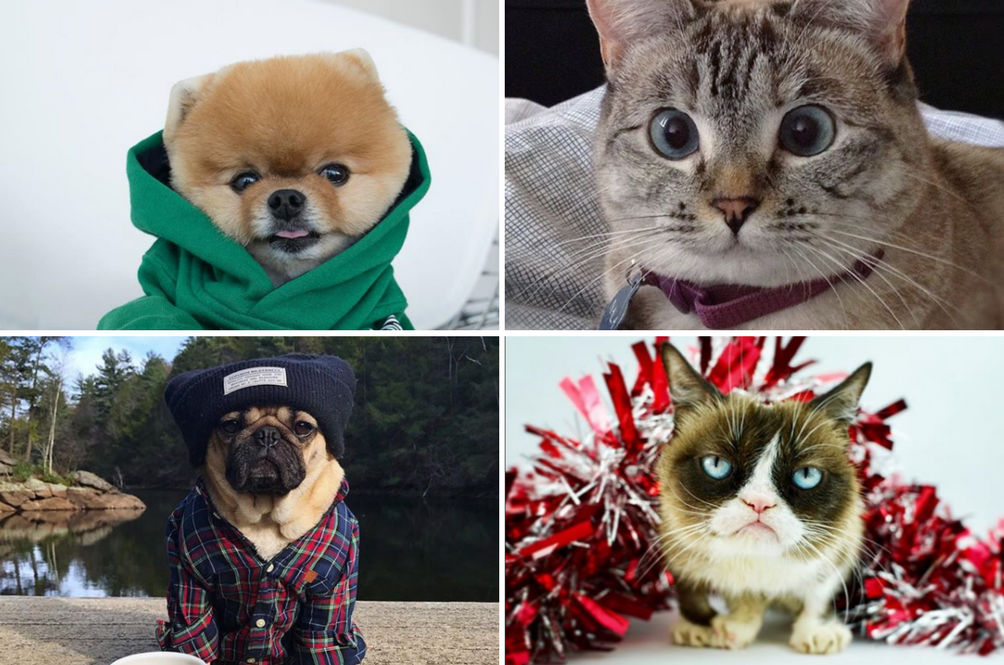 In Case You Were Wondering, Here Are The Most Famous Pets On Instagram ...