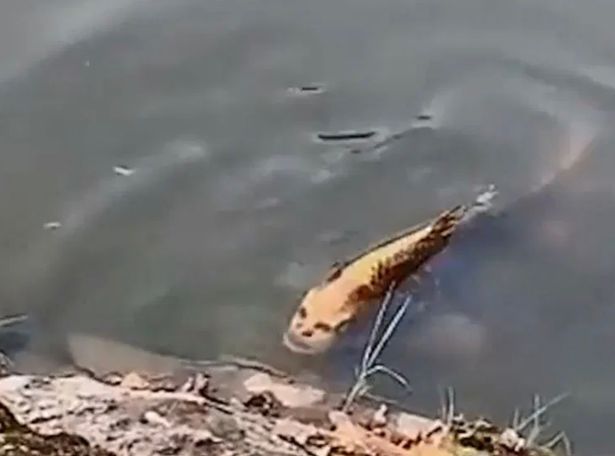 Strange Fish With A Human Face Appears, Everyone Freaks Out!