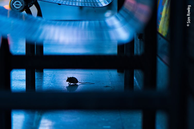 This Photo Of Two Mice Fighting In A Subway Just Won A Photography Contest