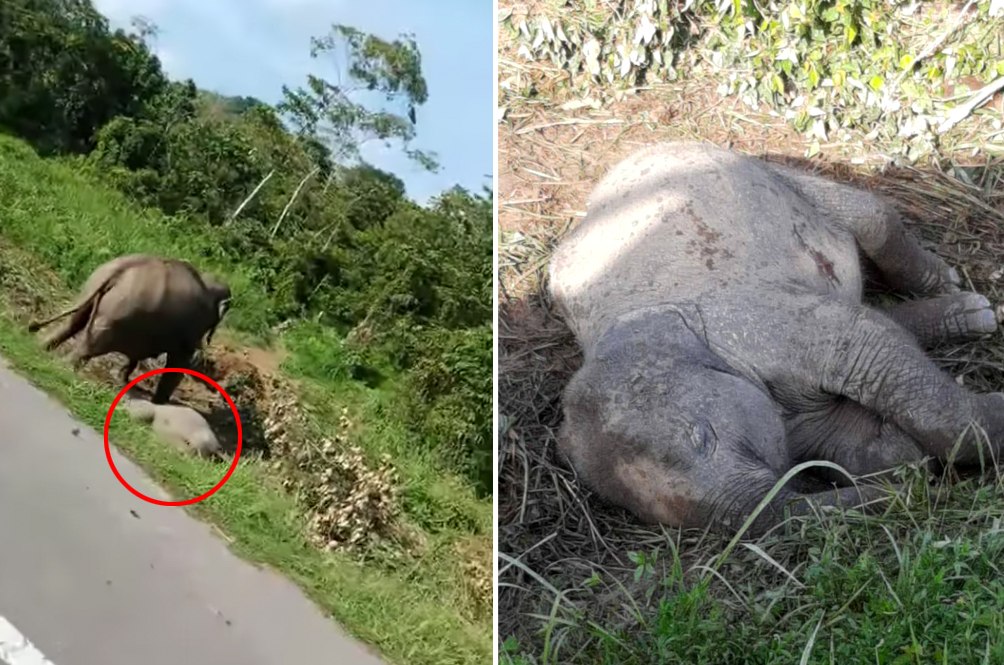 [VIDEO] Heartbroken Mother Elephant Seen Mourning Dead Calf In Johor