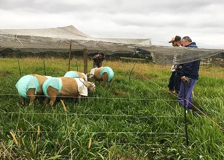 Why Are These Brazilian Sheep Wearing Diapers? There's An Explanation ...