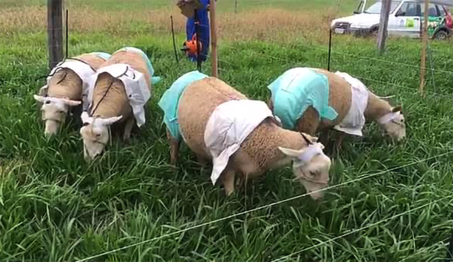 Why Are These Brazilian Sheep Wearing Diapers? There's An Explanation ...