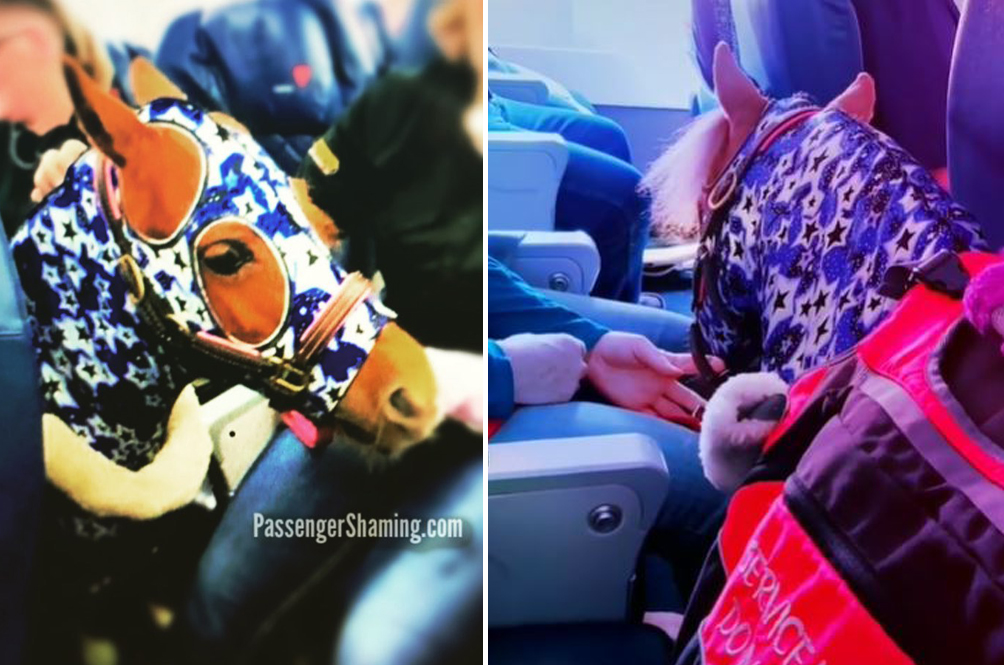 Miniature Horse Spotted Traveling As A Passenger On A Plane | Gempak