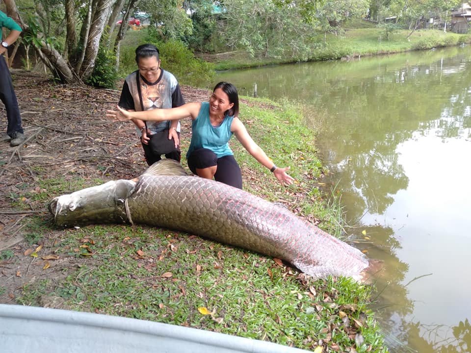 Joggers Find Huge Amazonian Fish Floating In Lake...In Kota Kinbalu ...