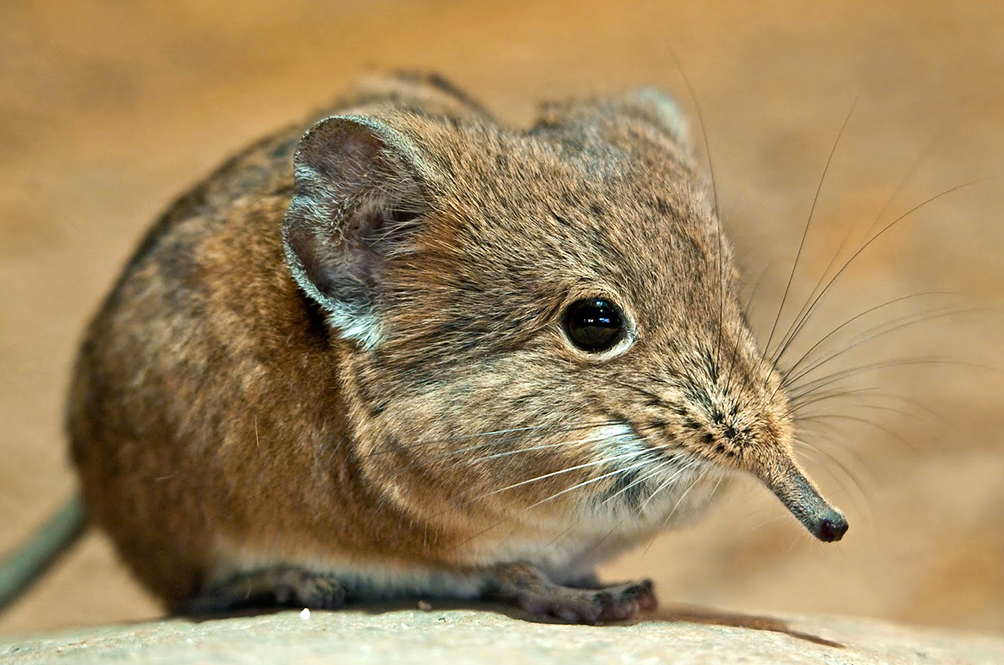 Elephant Shrews Rediscovered In Africa After Species Thought To Be ...