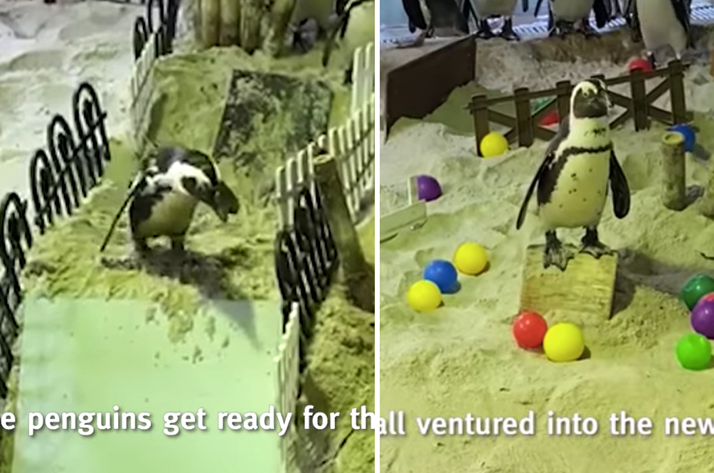 Singapore Zoo Builds Obstacle Course To Keep African Penguins Occupied ...