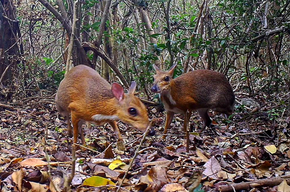 Miniature Mouse Deer That’s Thought To Be Extinct Rediscovered In ...
