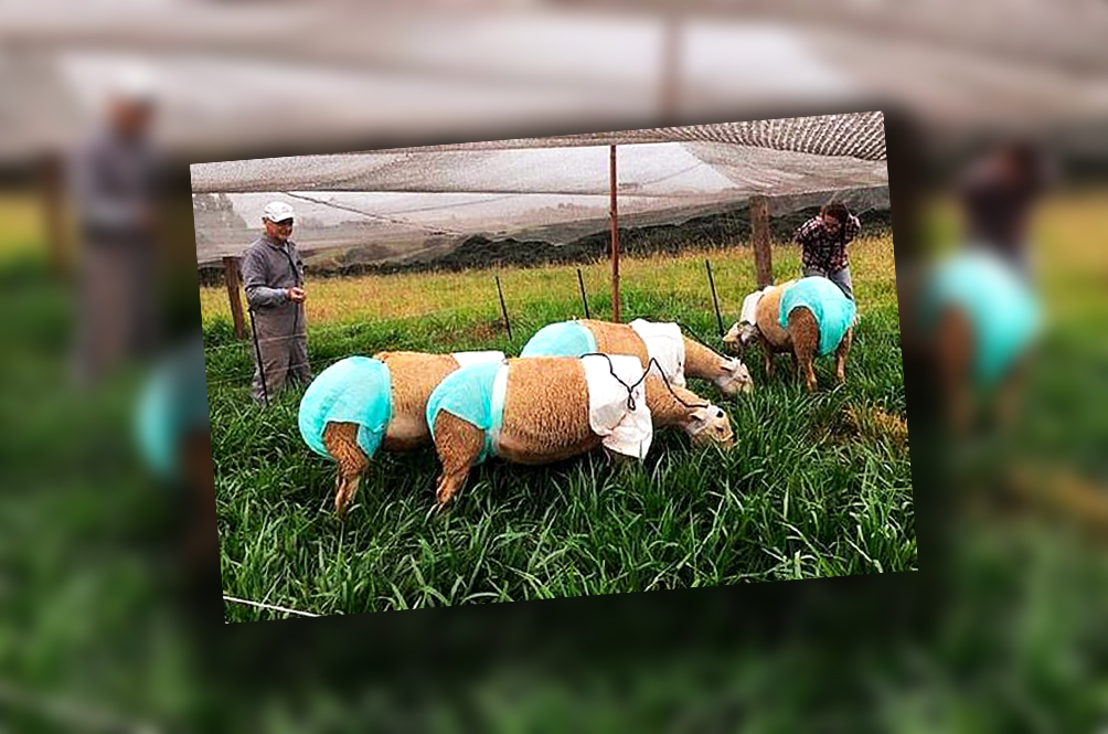 Why Are These Brazilian Sheep Wearing Diapers? There's An Explanation ...