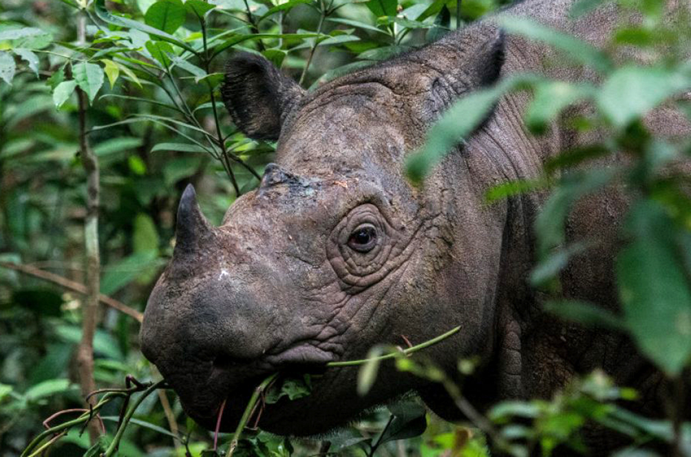 Goodbye, Tam: Malaysia's Last Male Sumatran Rhino Dies