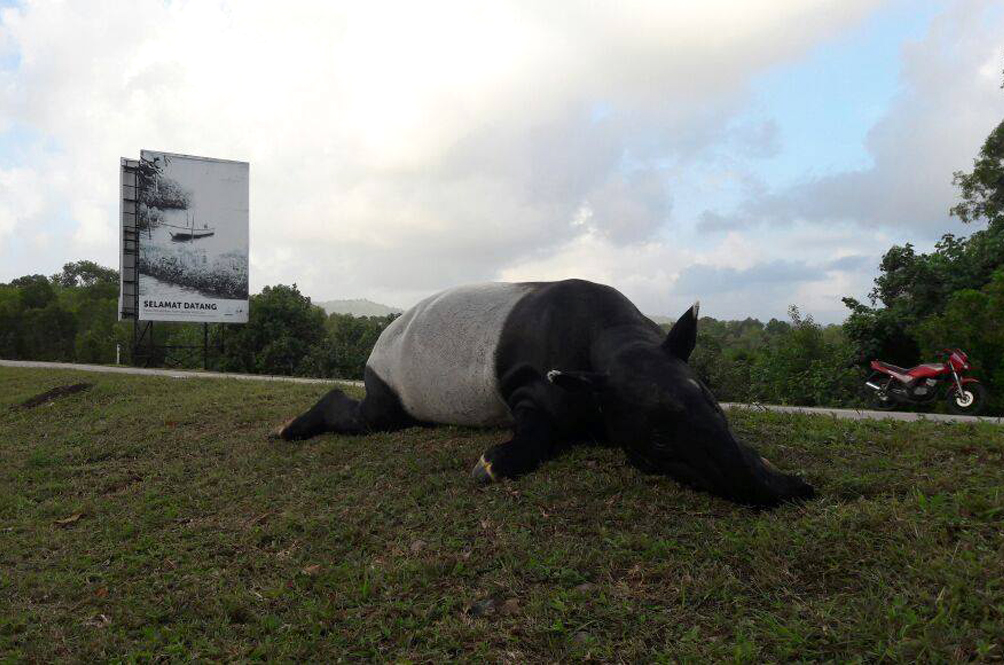 Between 2015 To 2020, A Total Of 92 Malayan Tapirs Became Victims Of ...