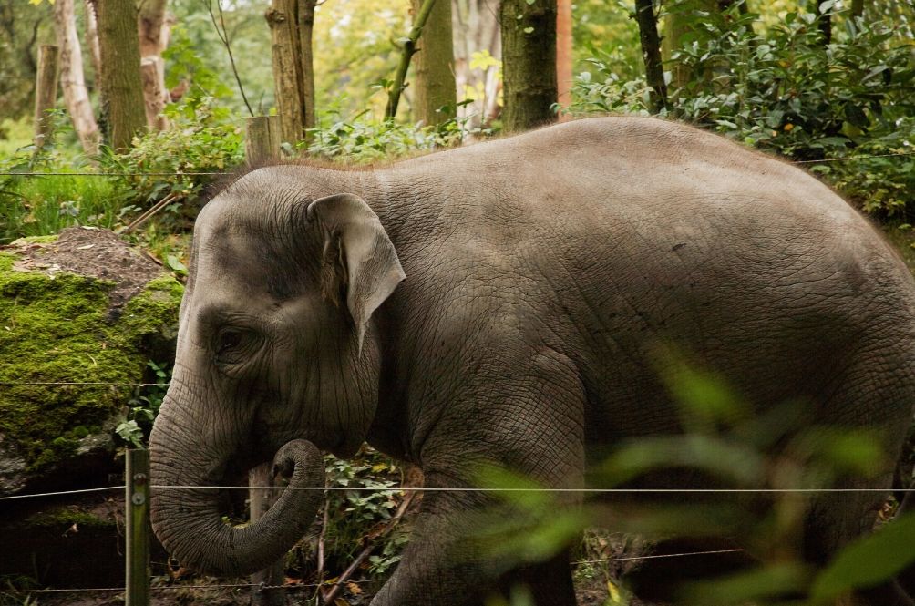 Malaysia Developing World’s First Publicly Available Human-Elephant ...