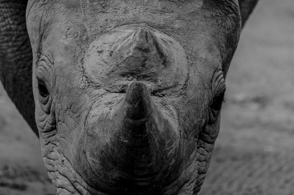 Oh No! One Of The Last Three Malaysian Rhinos Has To Be Put Down | Gempak