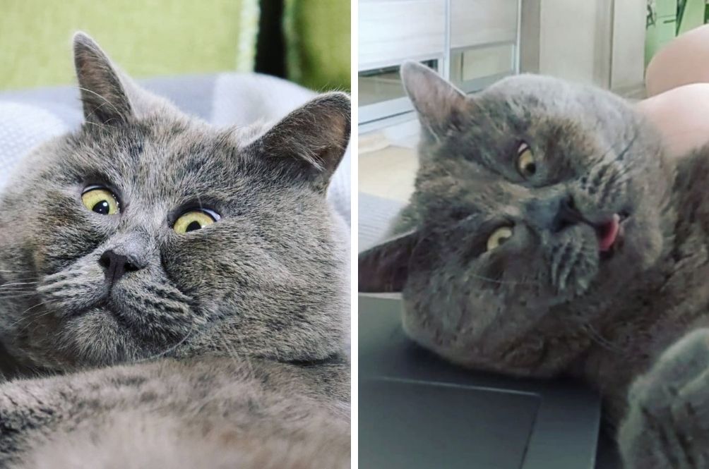 Rescued Cat In Russia Goes Viral For Permanently Startled Expression