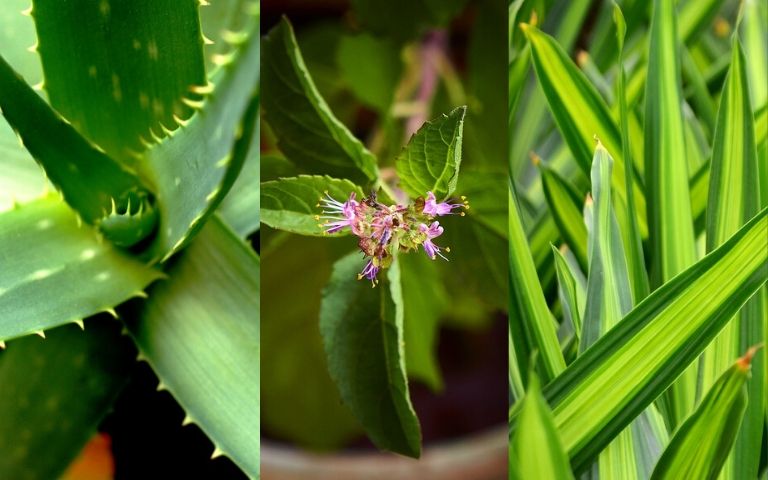 Plants That Boost Your Yoga Practice | Astro Ulagam