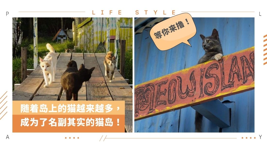 宠物 I 猫奴才们！接下来的假日一起到 Meow Island 撸猫吧！ | XUAN