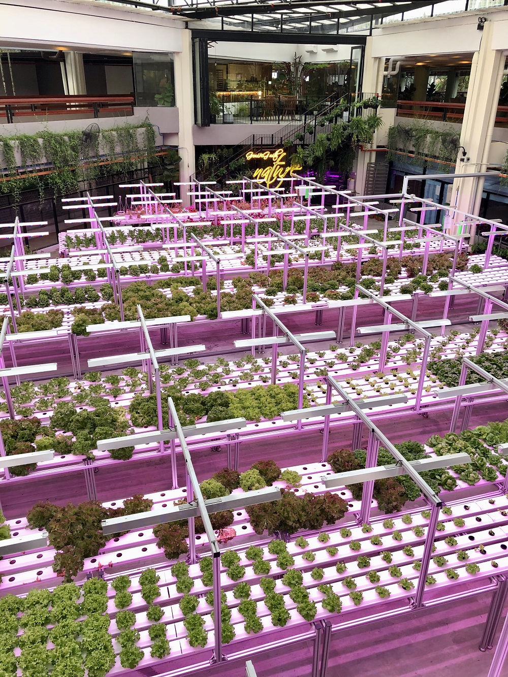 Awana Hot Pot Garden at Regena Rudolph blog