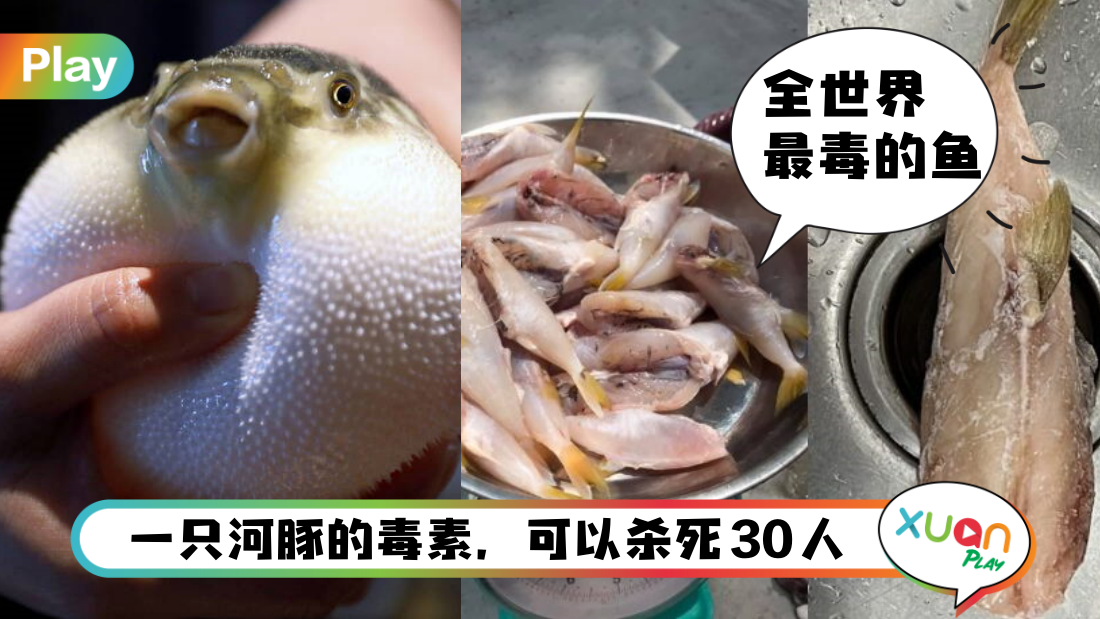 知多点 | 大马老妇疑吃“鸡腿鱼”中毒身亡！鸡腿鱼就是河豚 5大点让你知道它多恐怖！ | XUAN